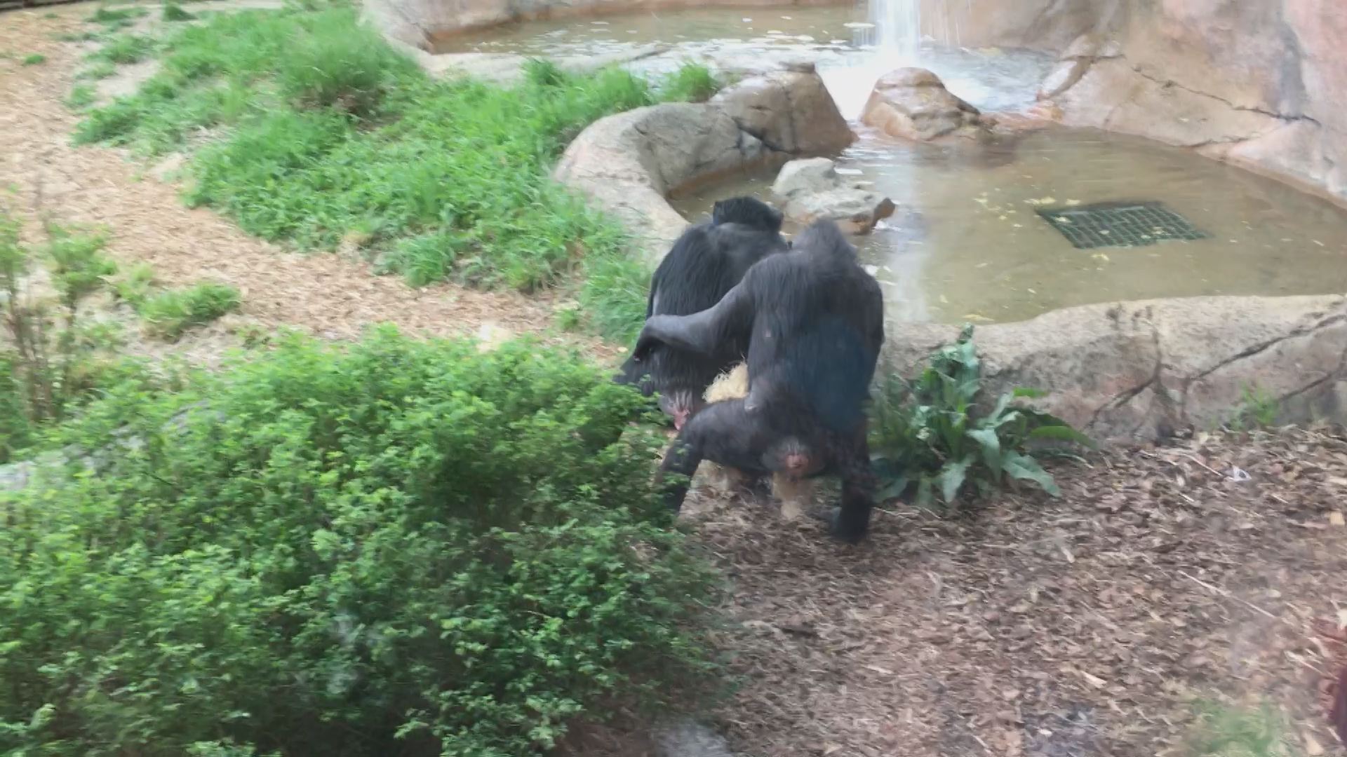 Chimpanzees Walking